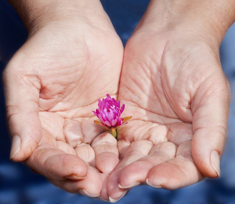 Strong Woman S Hands and a Little Flower Stock Photo - Image of female ...