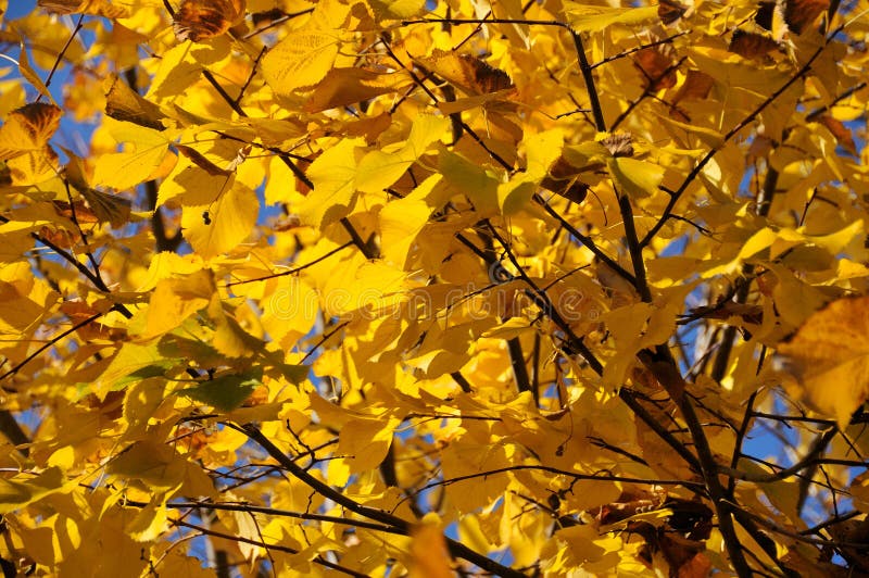 Strong Yellow Fall Color stock image. Image of vivid, saturated - 7151473