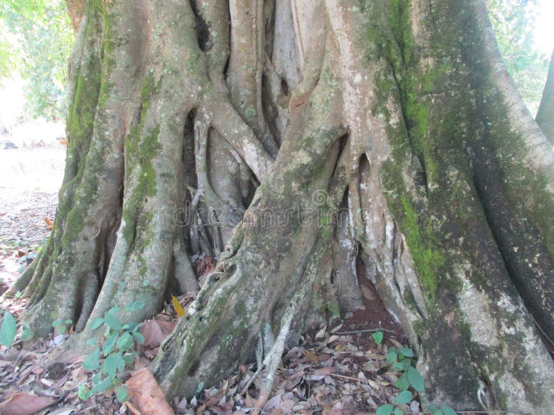 A Huge Tree that is Hundreds of Years Old Stock Photo - Image of ...