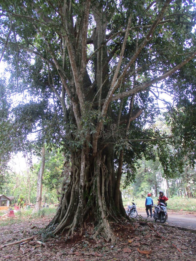 A Huge Tree that is Hundreds of Years Old Stock Image - Image of ...