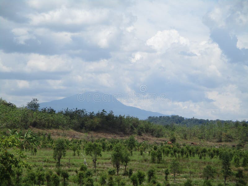 A Huge Tree that is Hundreds of Years Old Stock Image - Image of park ...