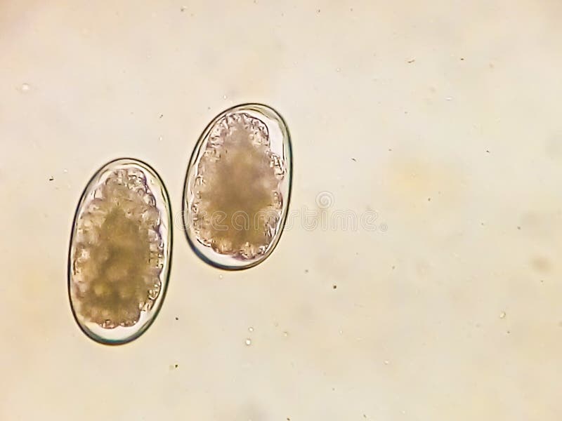 Hookworms Eggs In Dogs