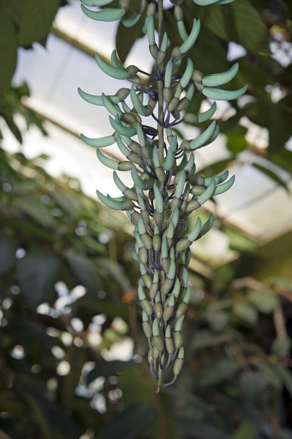 Strongylodon Macrobotrys Flowers Stock Photo - Image of strongylodon ...