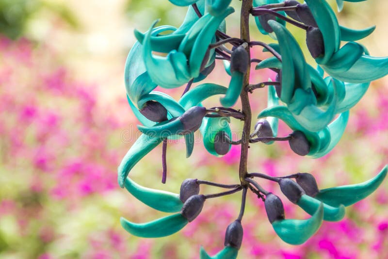 Flowers of Strongylodon Macrobotrys or Jade Vine. Stock Image - Image ...