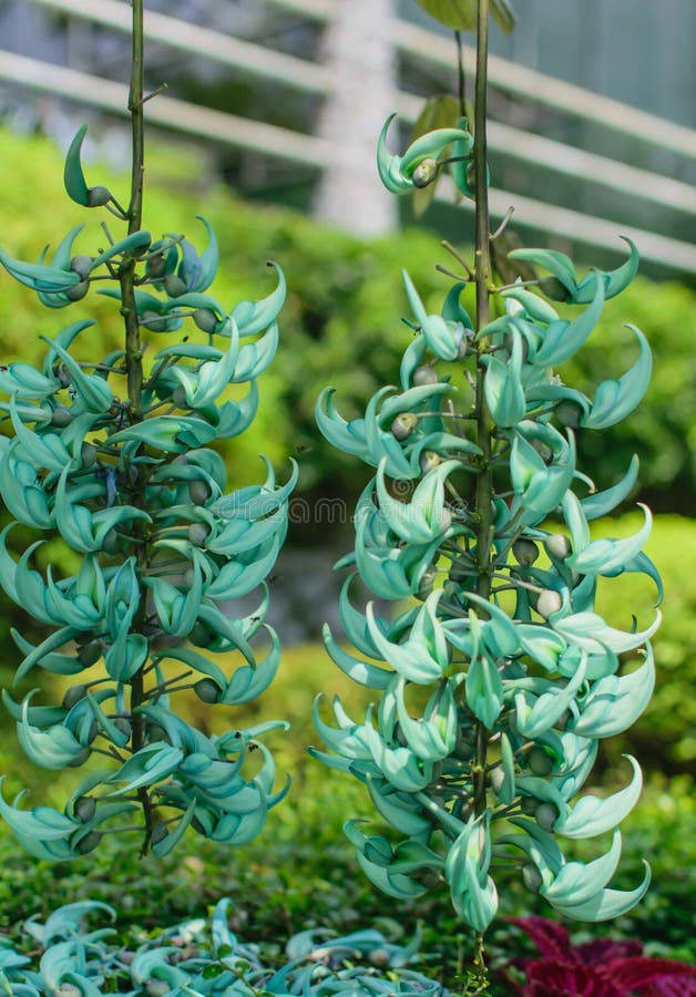 Strongylodon macrobotrys stock image. Image of blossome - 50459955