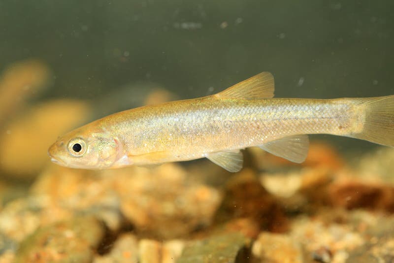 Stroomopwaartse Vette Witvis Stock Afbeelding - Image of endemisch ...