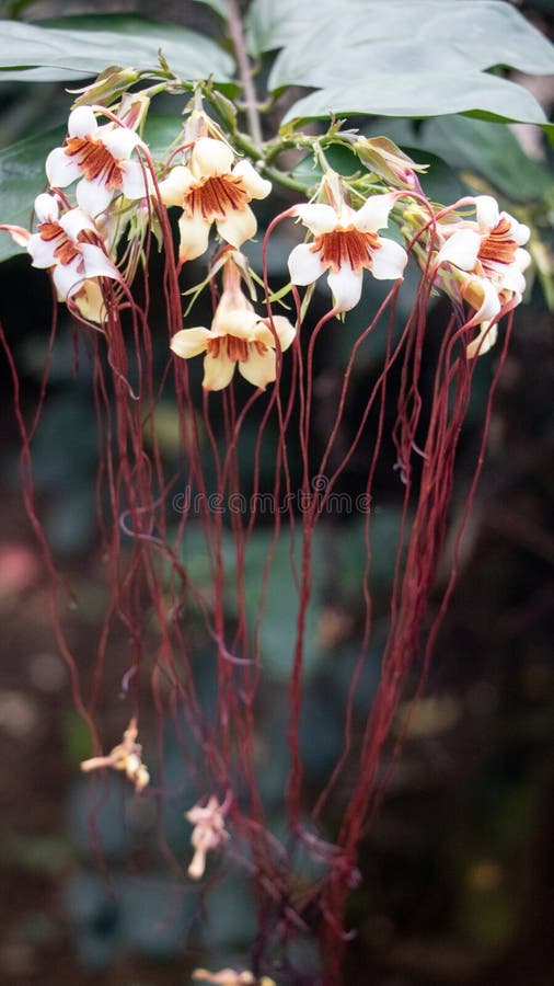 Stropanthus gratus flower stock photo. Image of stropanthus - 278615592