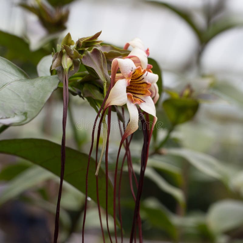 Strophanthus preussii stock image. Image of vine, plant - 95041819