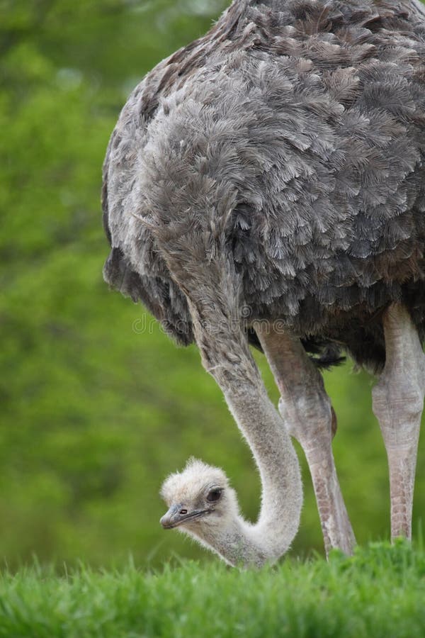 Struś zdjęcie stock. Obraz złożonej z struś, uroczy, przyroda - 47146264