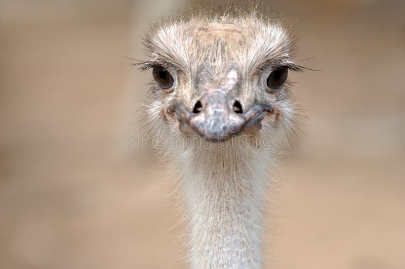 Struś obraz stock. Obraz złożonej z czer, rachunek, oczy - 866415