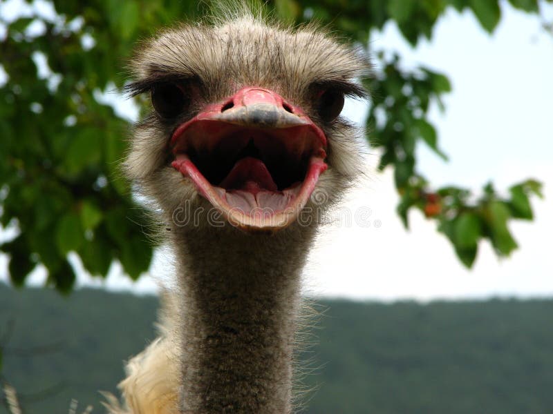 7,631 Stru Zdjęcia - Bezpłatne i z licenncją Royalty-Free Zdjęcia od ...