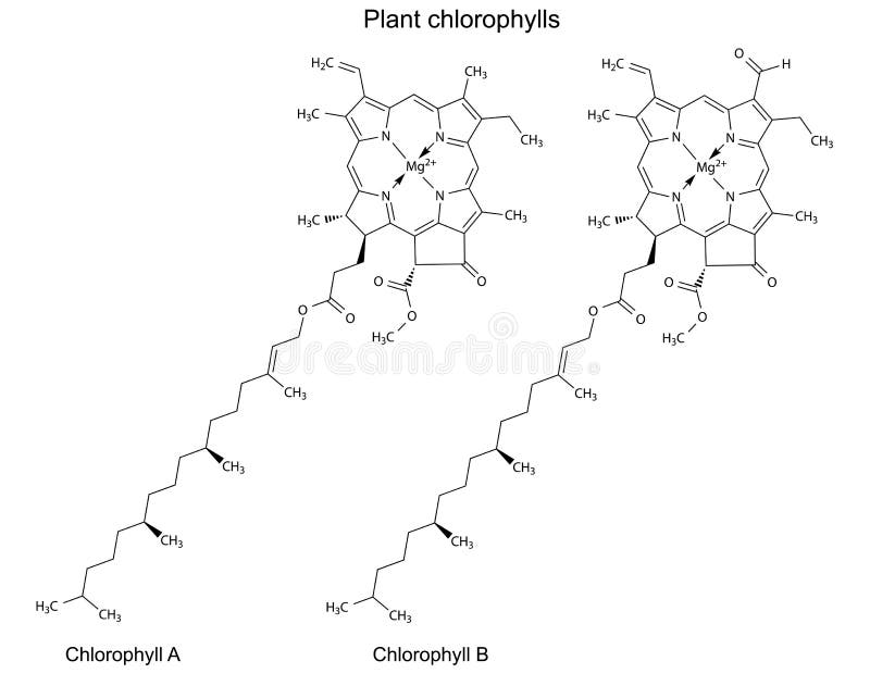 Diagram Showing Process of Photosynthesis with Plant and Cells Stock ...