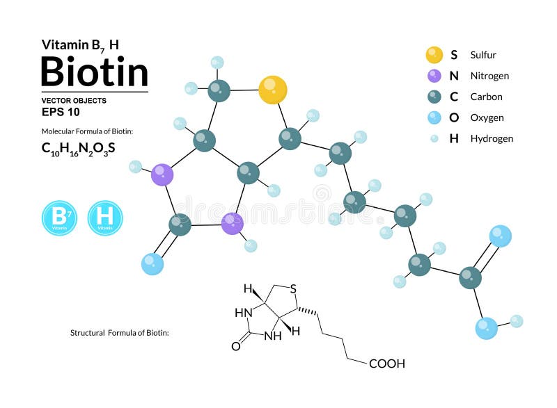 Biotin Vector Illustration. Labeled Metabolism Vitamin Infographics ...