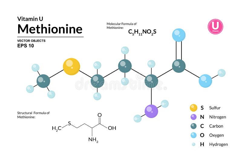 Model of methionine stock illustration. Illustration of proteinogenic ...