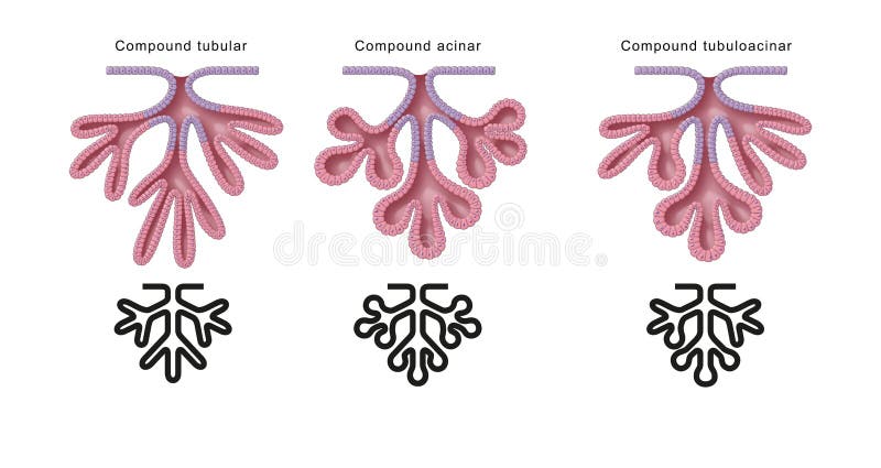 Structural Classification of Glands. Compound Glands Stock Illustration ...