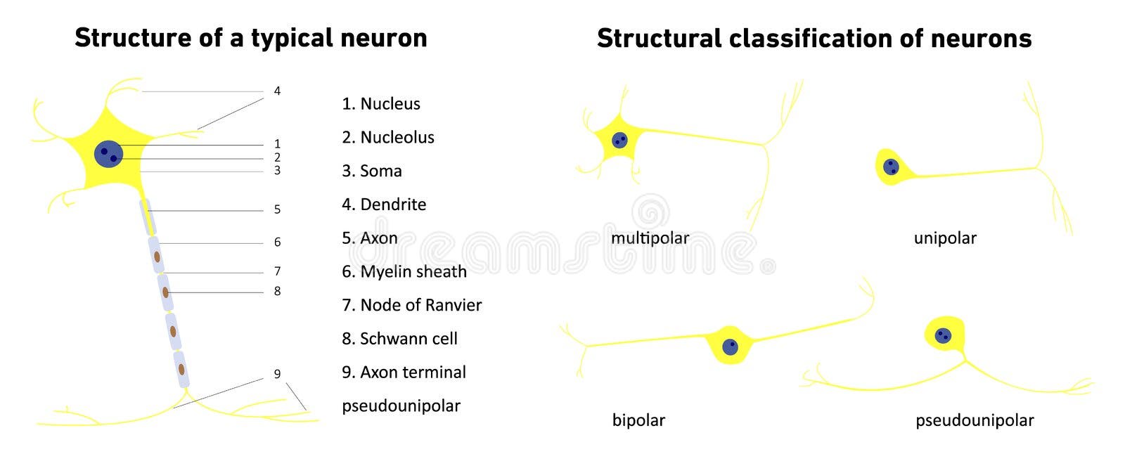 Neuron Types. Unipolar, Pseudo-unipolar, Bipolar and Multipolar Neurons ...