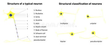Glia Stock Illustrations – 174 Glia Stock Illustrations, Vectors ...