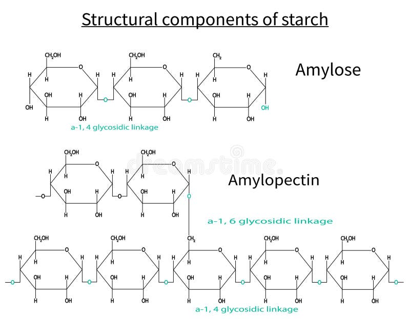 Glycosidic Bonds Stock Illustrations – 14 Glycosidic Bonds Stock ...