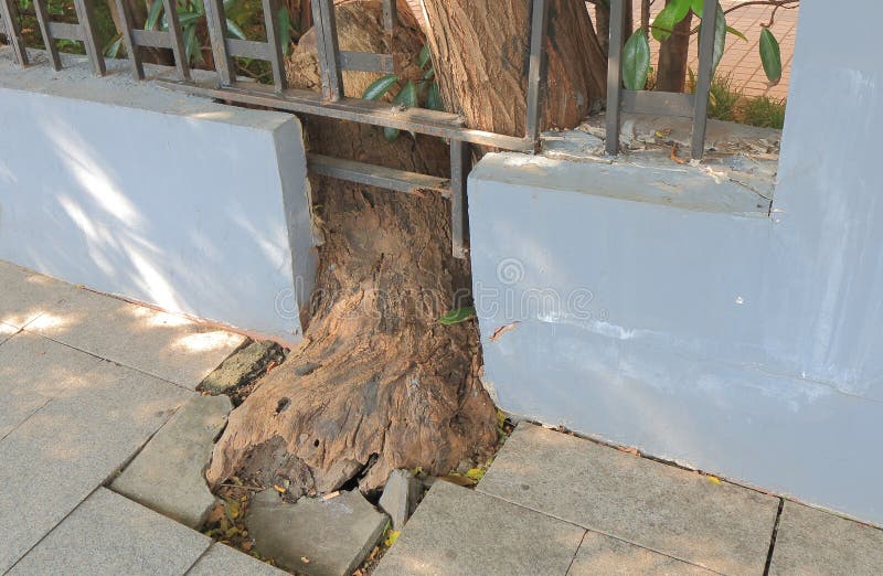 Structural Damage Tree Root Stock Photo - Image of structural, root ...