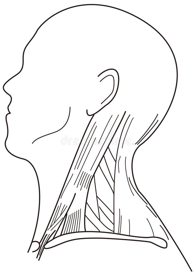 Structural Diagram of Human Neck Muscles Stock Vector - Illustration of ...