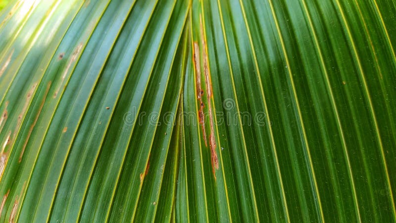 The Structural Form of Easily Aged Coconut Leaves Stock Photo - Image ...