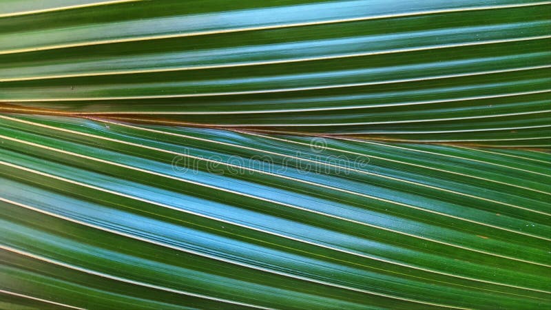 The Structural Form of Easily Aged Coconut Leaves Stock Image - Image ...