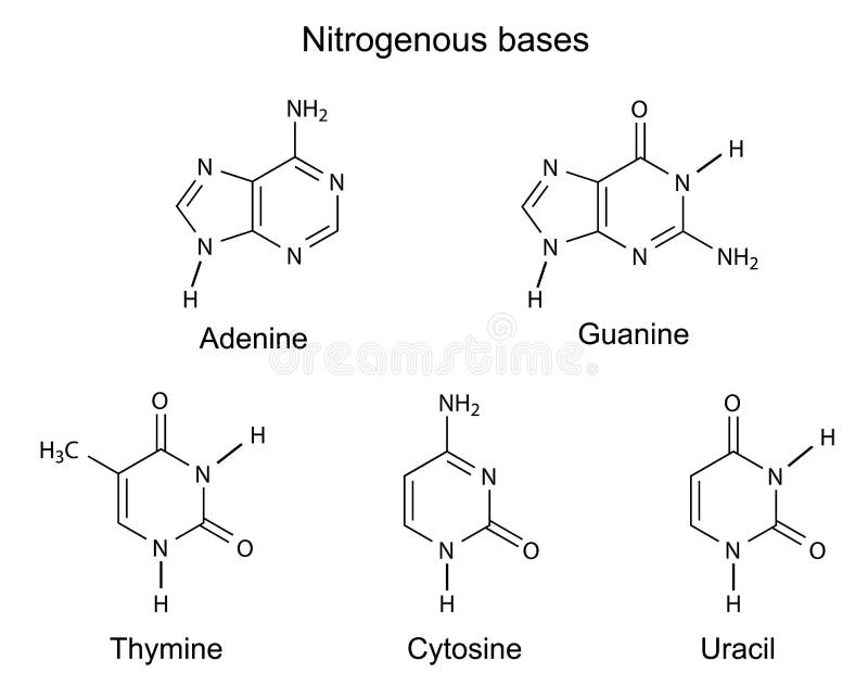 Structural Formulas of Purine and Pyrimidine Nitrogenous Bases of DNA ...