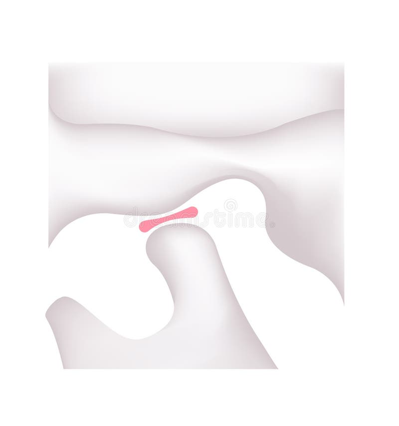 Structural Illustration of Human`s Jaw Open Stock Vector - Illustration ...