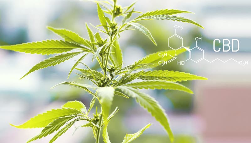Structural Model of Cbd Molecule. Cannabis Marijuana with the Image of ...