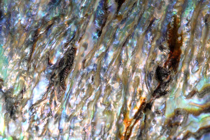 Structure of Abalone shell stock image. Image of marine - 77707659