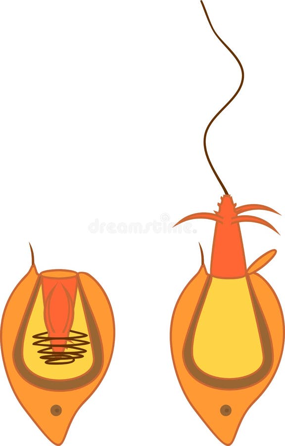 Structure and Action of Cnidocyte. Stock Vector - Illustration of ...