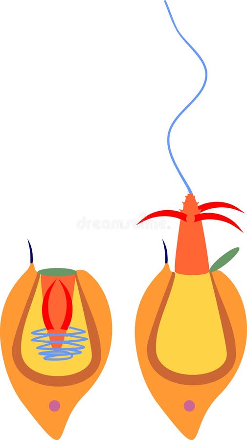 Structure and Action of Cnidocyte. Educational Material for Lesson of ...