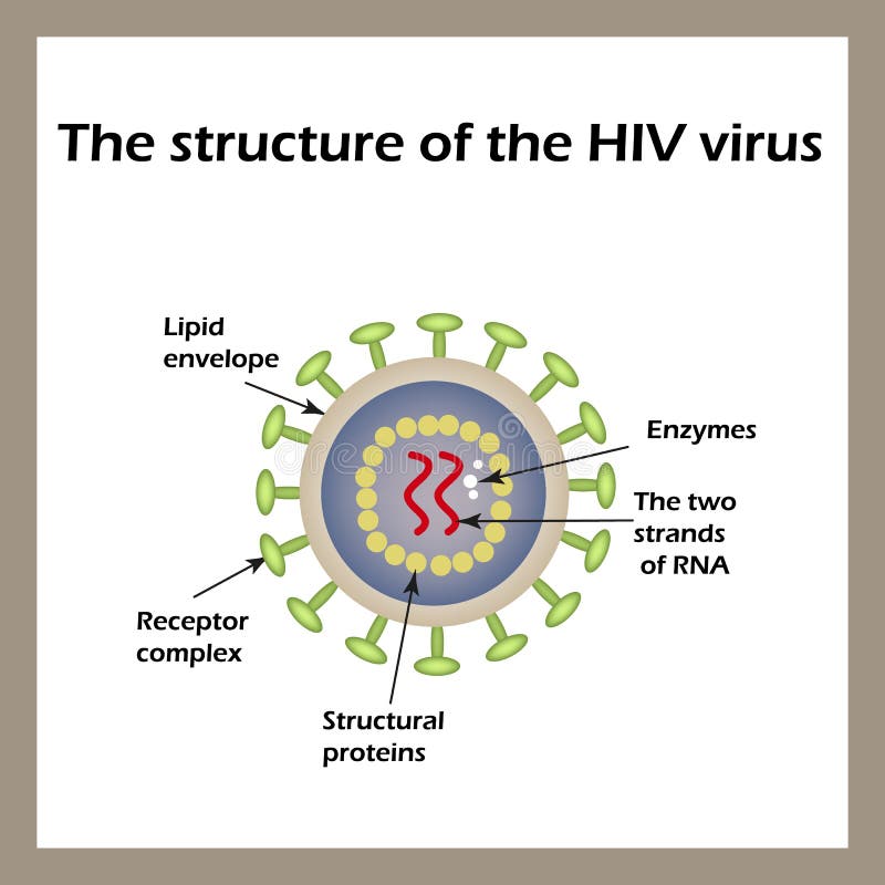 The Structure of the AIDS Virus. HIV. Vector Illustration Stock Vector ...