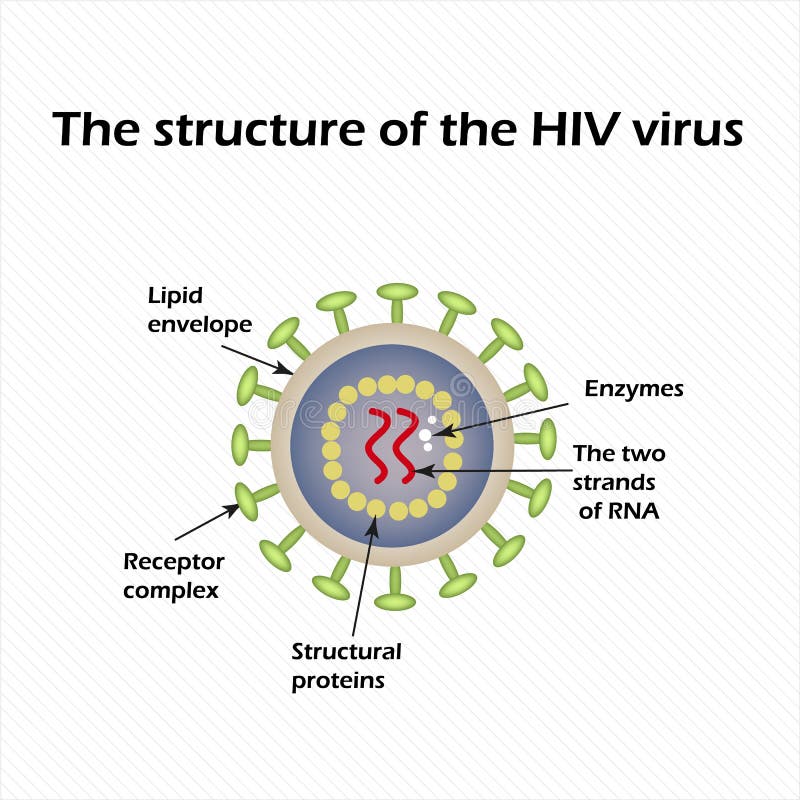 Hiv Virus Model Labeled