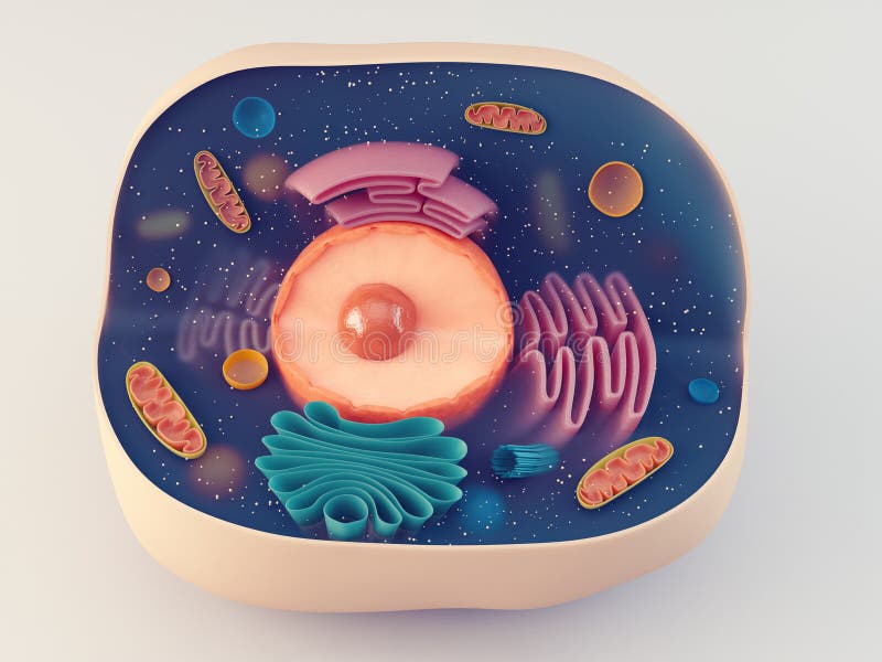 Structure Anatomique De La Cellule Animale Illustration Stock ...