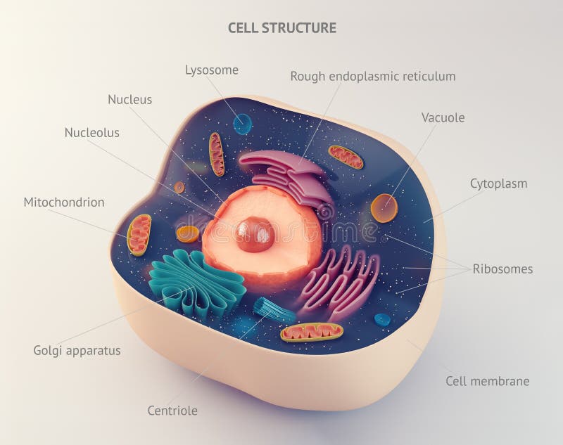 Structure Anatomique De La Cellule Animale Illustration Stock ...