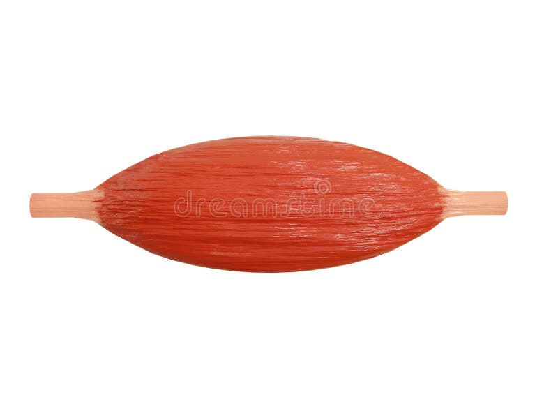 Structure and Anatomy of Human Muscle Tissue Isolated Over White ...