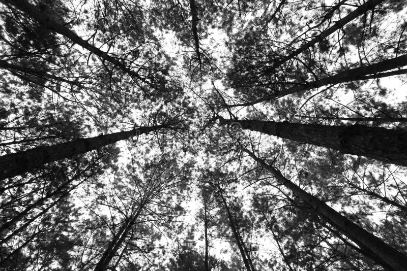 La Vieille Structure Arborescente Du Fond De Substrat Image stock ...