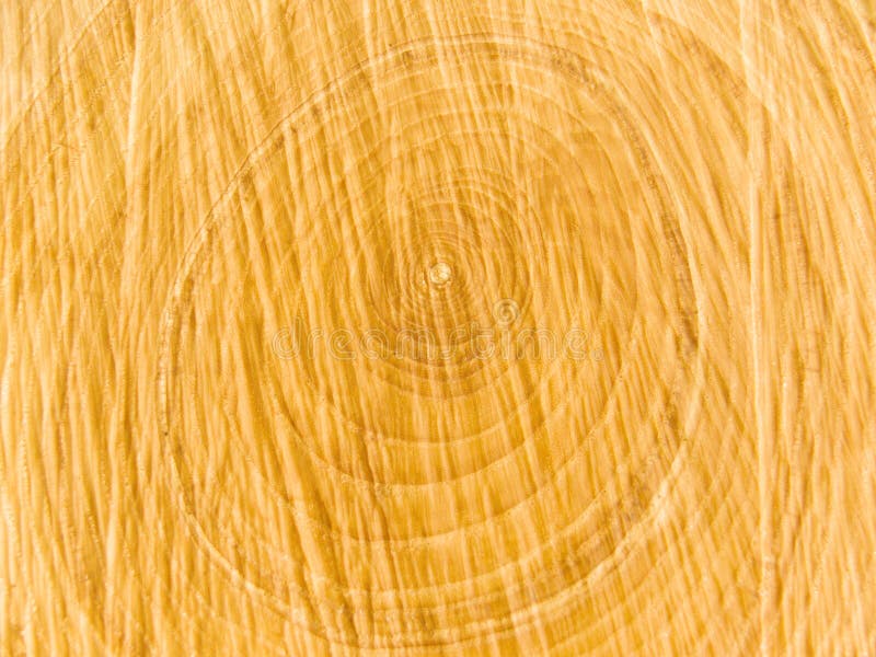 Structure Arborescente Interne Image stock - Image du section, blanc ...