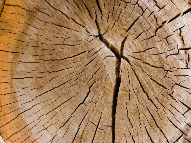 Structure Arborescente Interne Image stock - Image du section, blanc ...