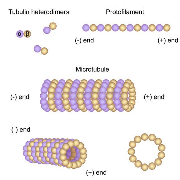 Structure and Assembly of Microtubules Stock Vector - Illustration of ...