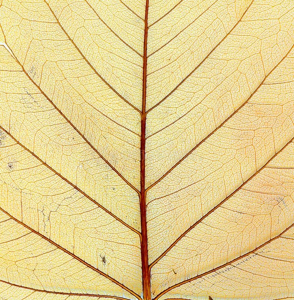 33,549 Macro Structure Leaf Stock Photos - Free & Royalty-Free Stock ...