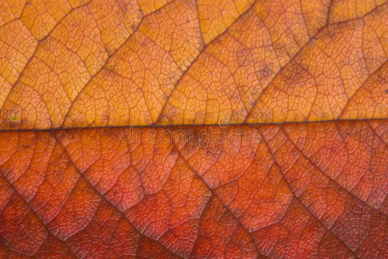 Structure of autumn leaf stock image. Image of orange - 80710125