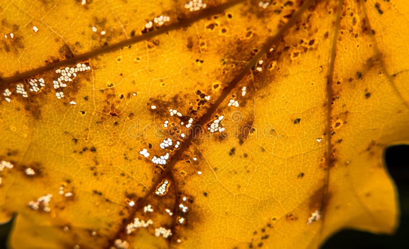 Structure of autumn leaf stock image. Image of specific - 63303971