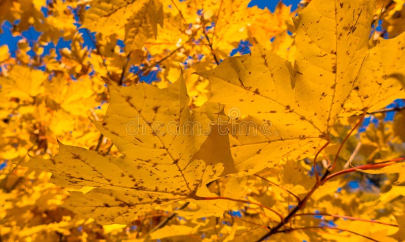 Structure of autumn leaf stock photo. Image of season - 63303974