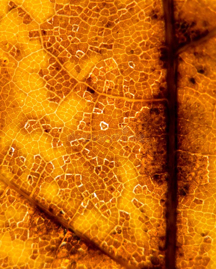 Structure of autumn leaf stock image. Image of close - 63303979