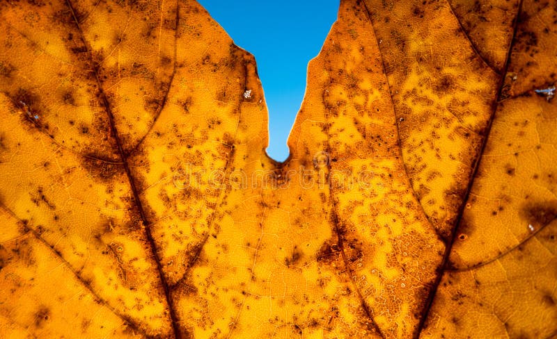 Structure of autumn leaf stock image. Image of specific - 63303997