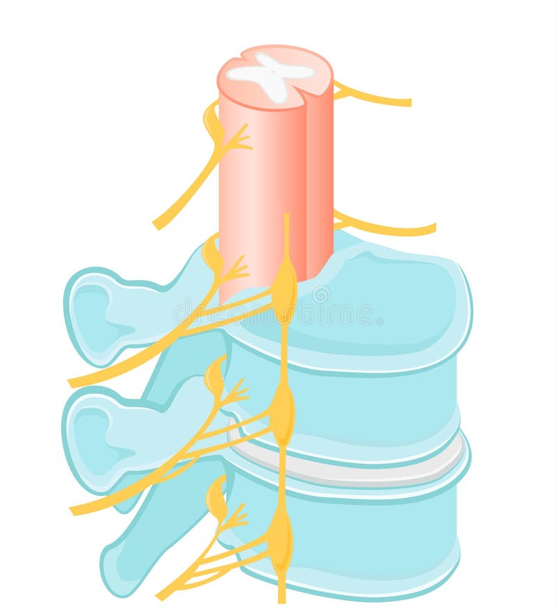 Structure of the back bone stock vector. Illustration of organ - 64244687