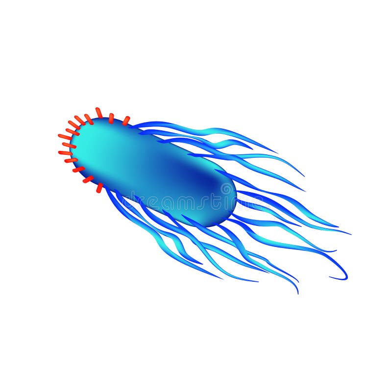 The Structure of the Bacteria Salmonella. Infographics. Vector ...