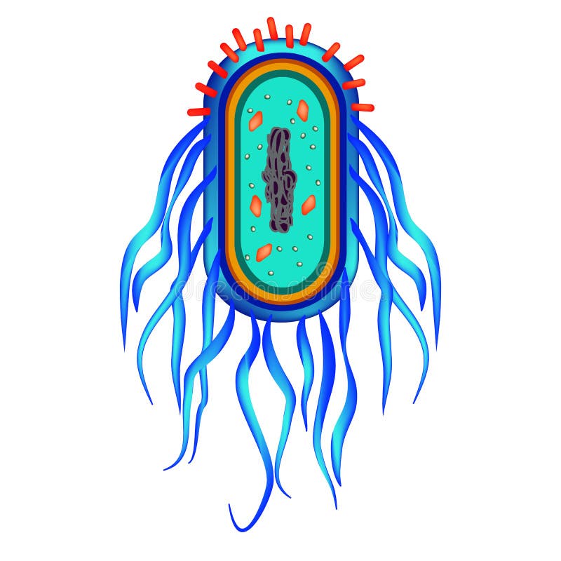 Campylobacter. Pathogenic Flora. the Bacterium Causes Intestinal ...